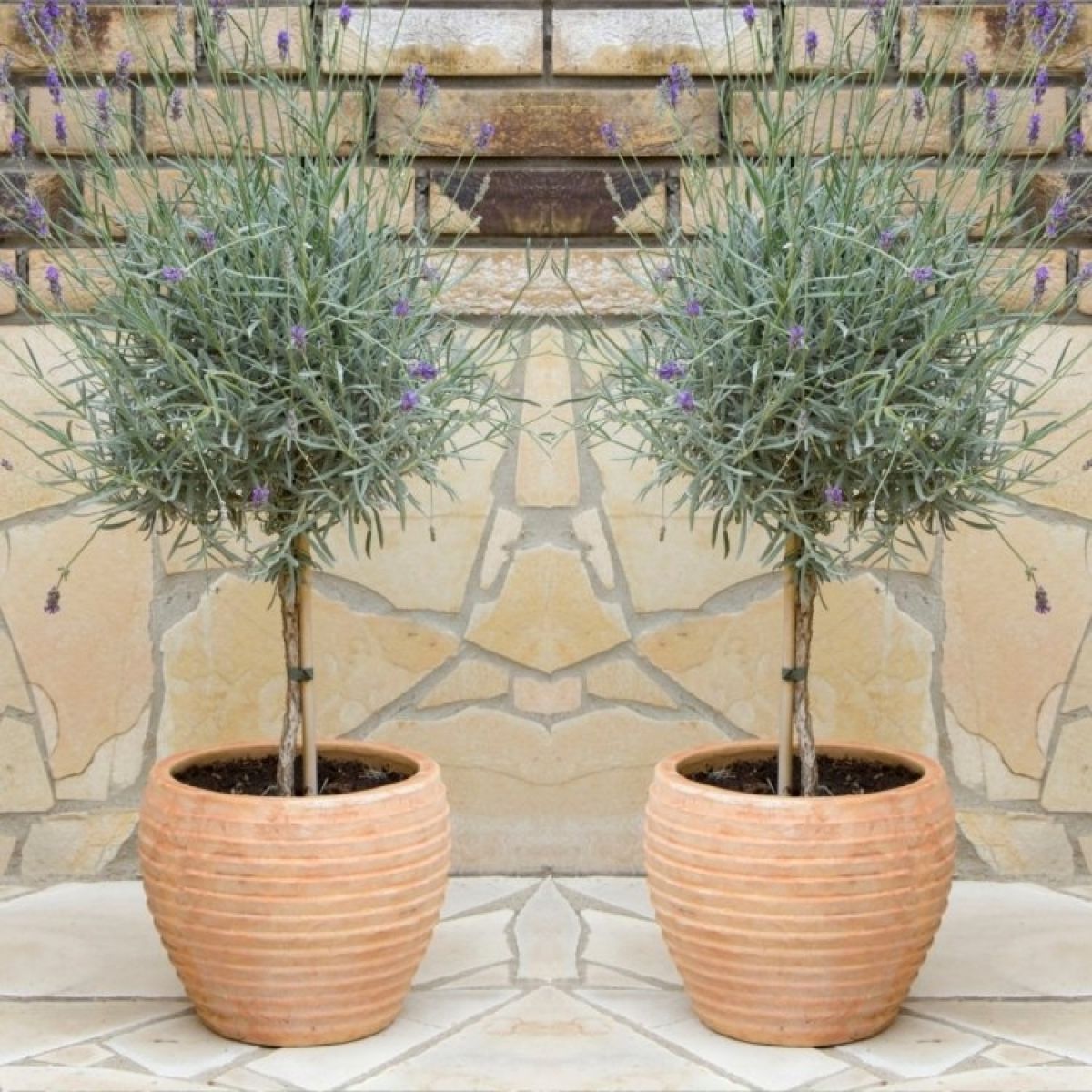 ENGLISH LAVENDER TREES - LAVANDULA ANGUSTIFOLIA – wedeliverplantsuk